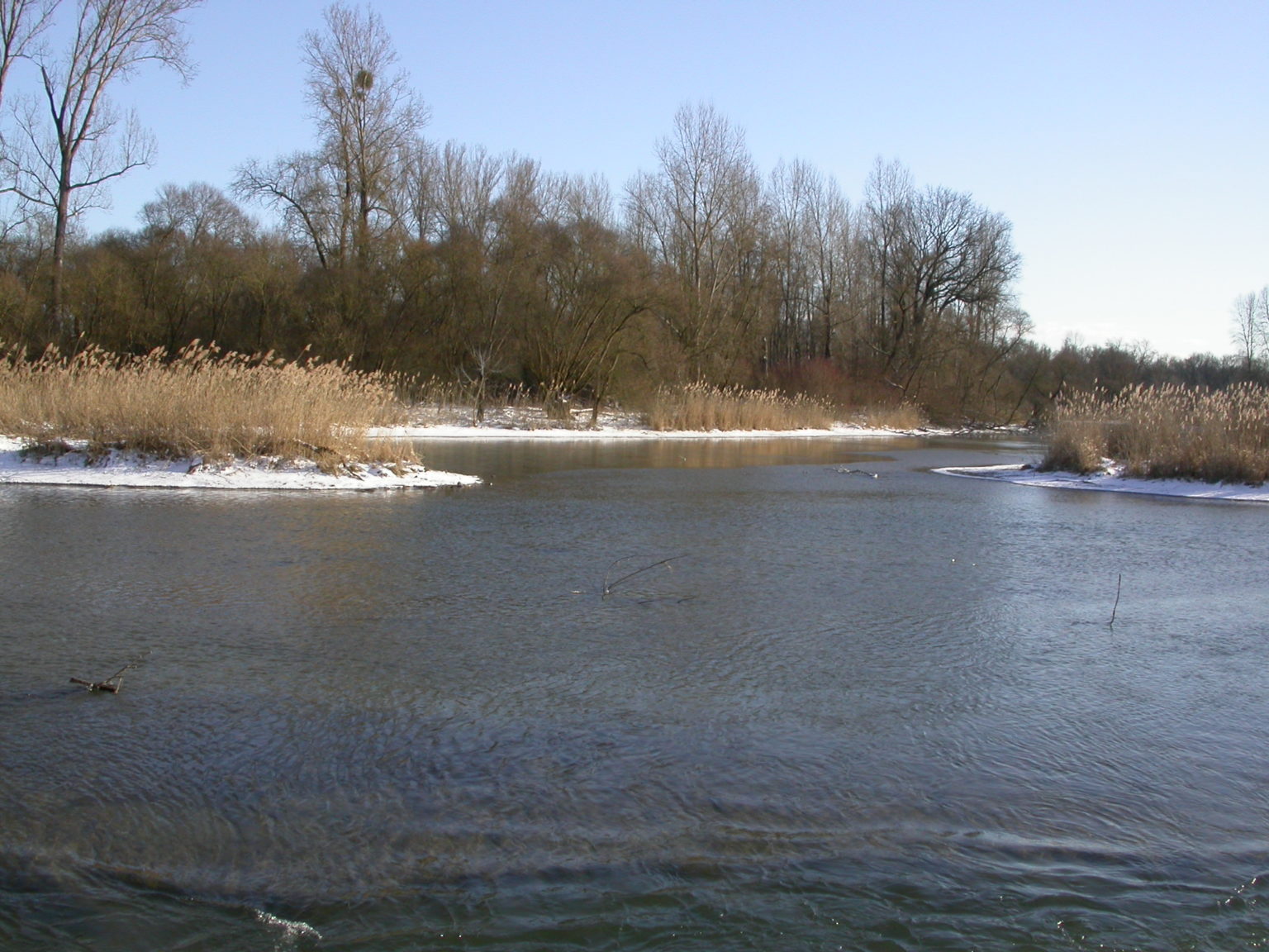 Visite guidée - RNN Ile de Rhinau - Conservatoire d'espaces naturels d ...