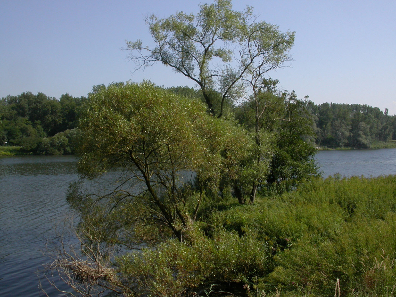 Visite guidée – RNN Ile de Rhinau – Conservatoire des Sites Naturels ...