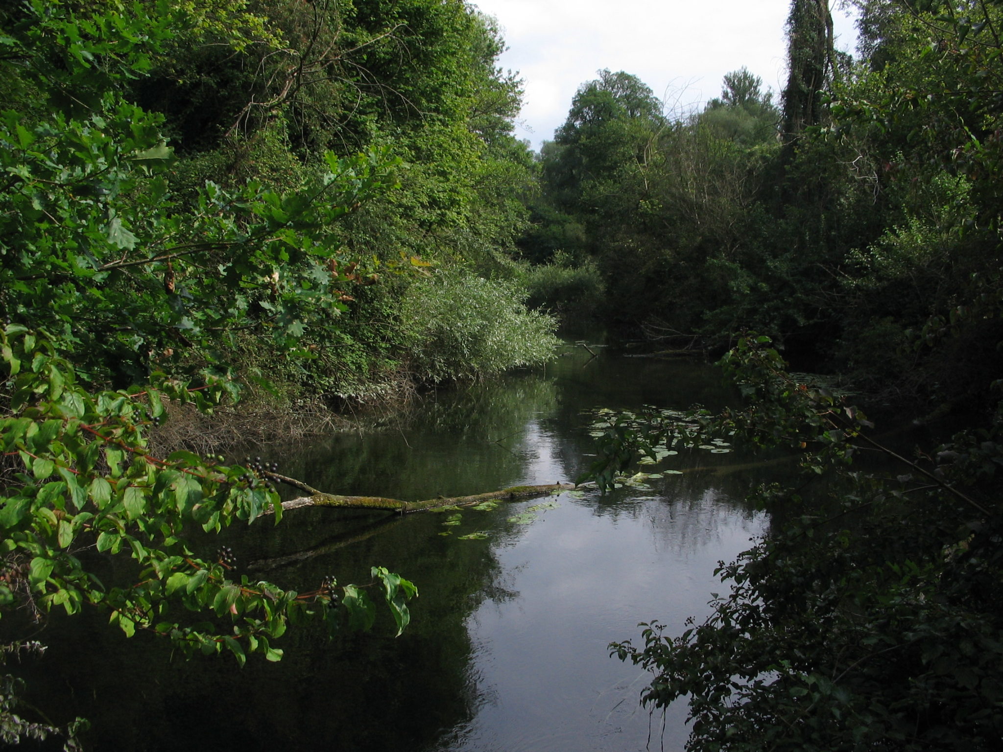 Visite guidée – RNN de la Forêt d’Offendorf – Conservatoire d'espaces ...